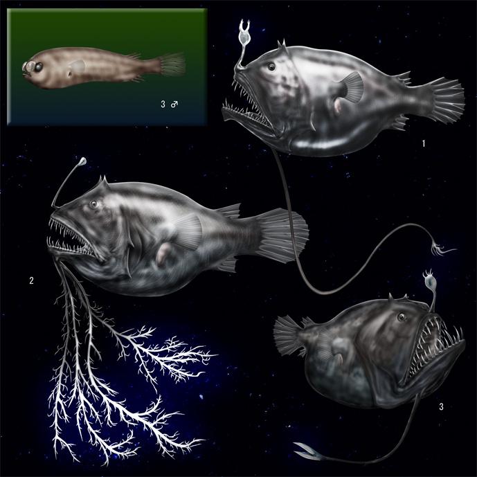 『时间』是把杀树须鱼的刀啊！ | 自然控小组 | 果壳 科技有意思